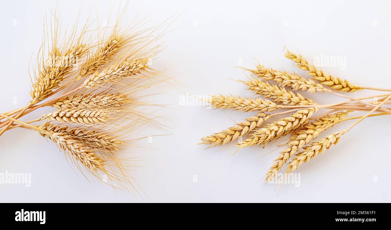 Ear head corn nature harvest summer healthy food spikelet agriculture ...