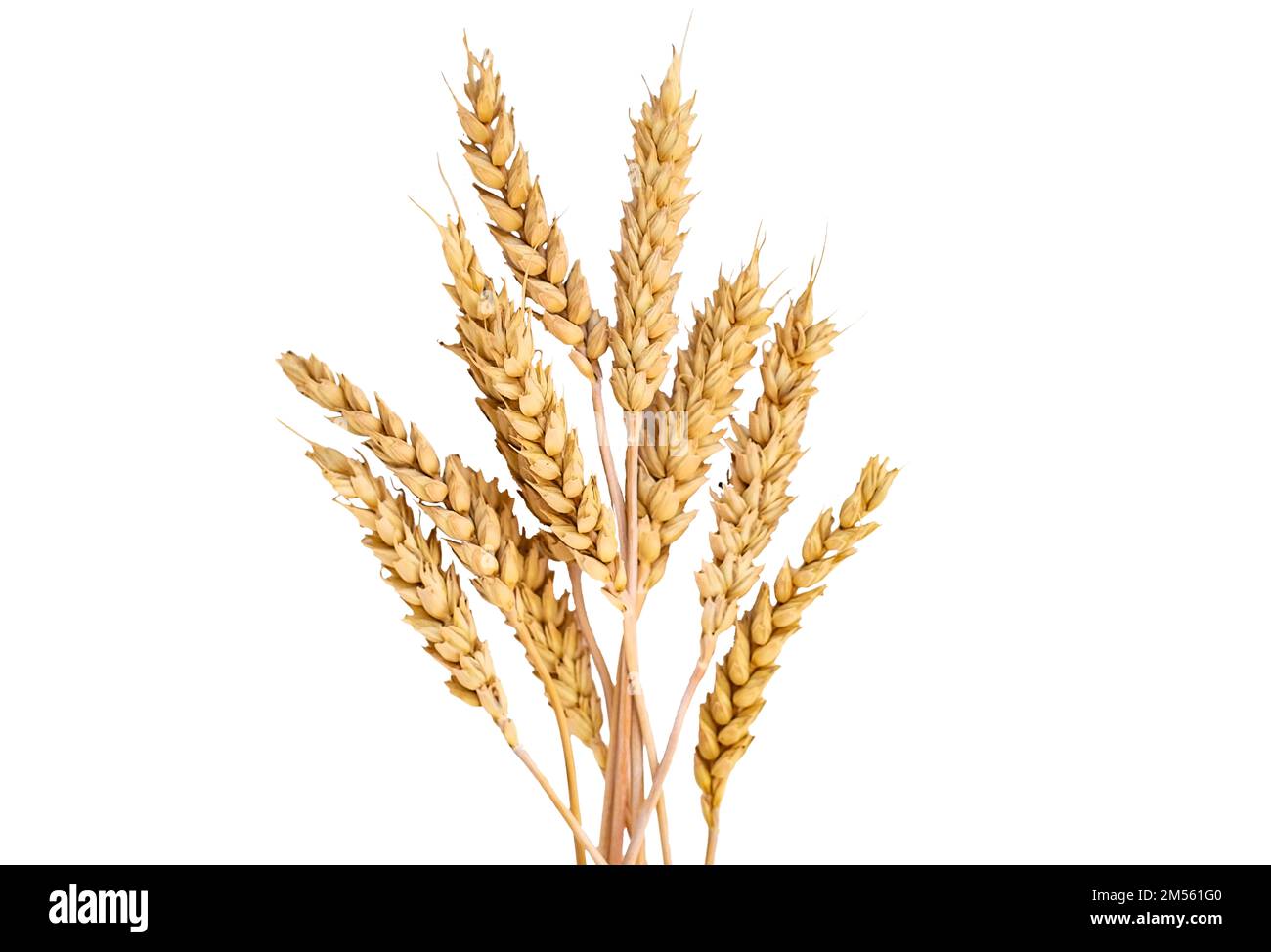 Ear head corn nature harvest summer healthy food spikelet agriculture ...