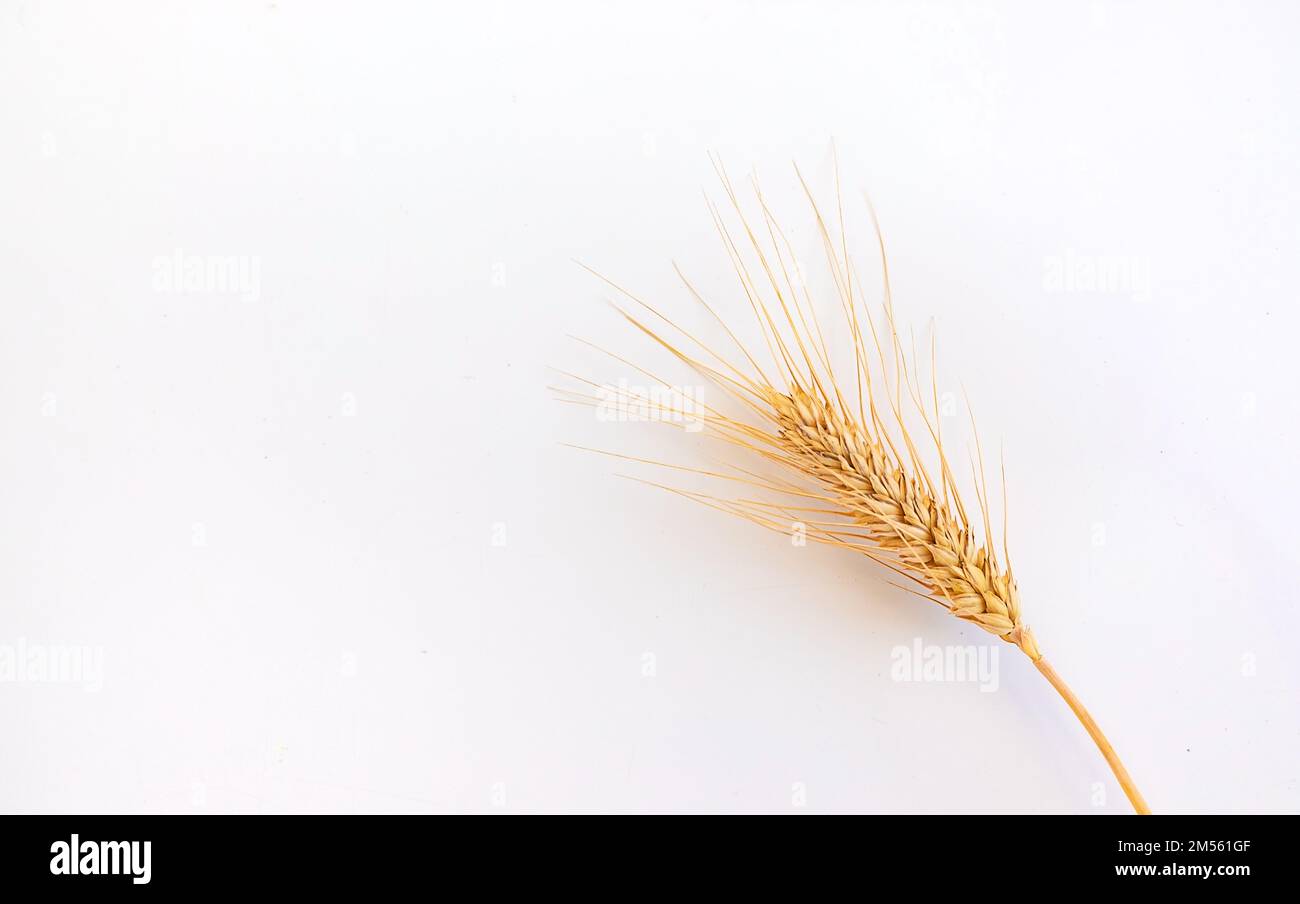 spikelets of wheat isolate on white background. Selection focus. food ...
