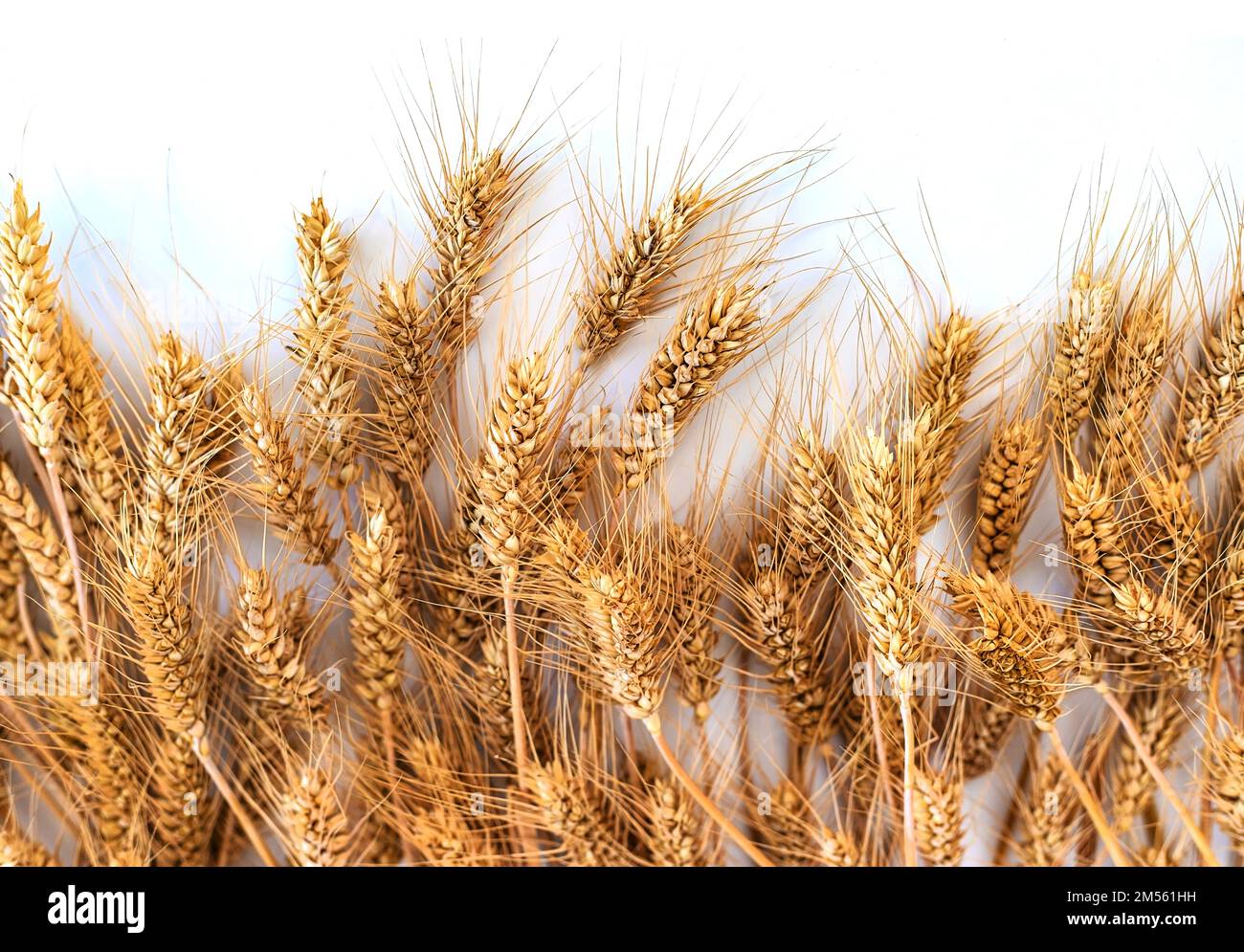 spikelets of wheat isolate on white background. Selection focus. food ...