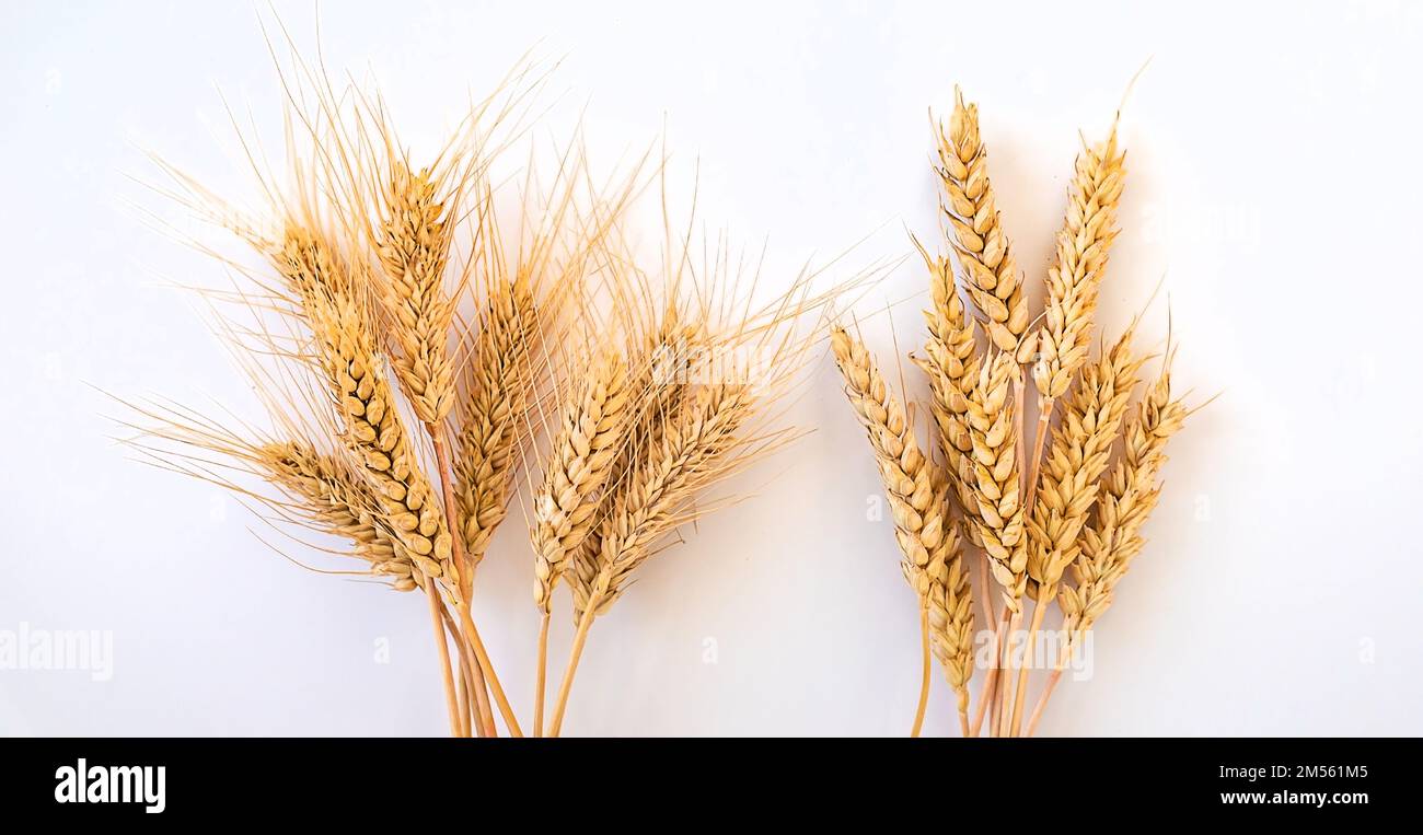 spikelets of wheat isolate on white background. Selection focus. food ...