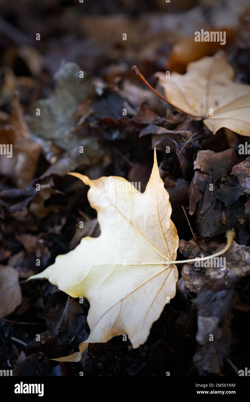A vertical shot of autumn leaves of the trees at Batsford Arboretum ...