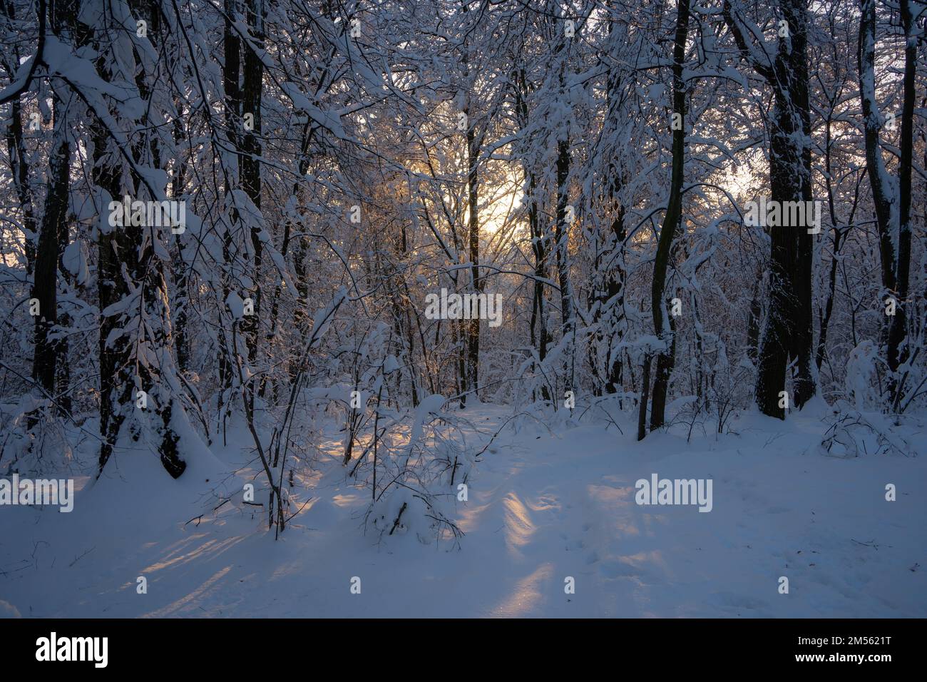Winter walk to a snowy Wolski forest in Krakow in a sunny day Stock ...