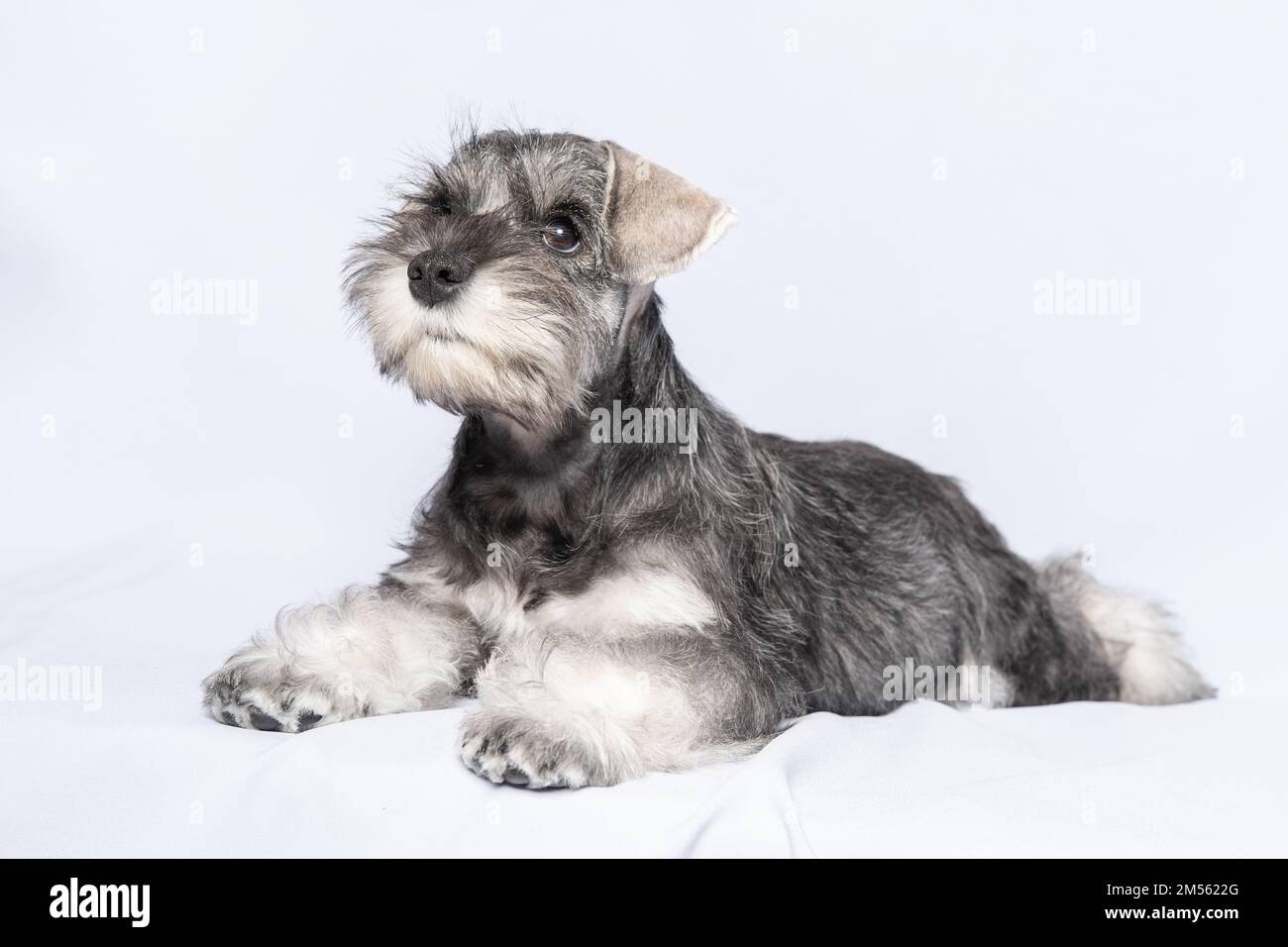 How Many Commands Can A Dog Learn