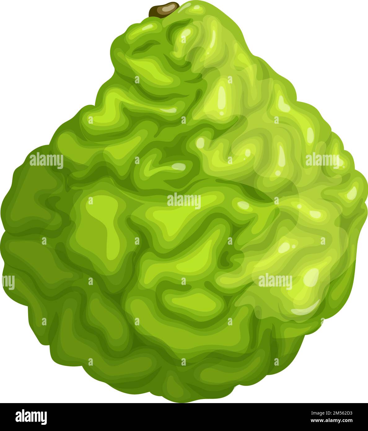 bergamot kaffir cartoon vector illustration Stock Vector Image & Art ...