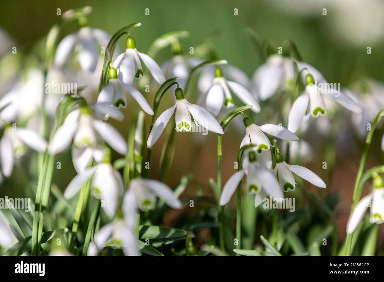 A cluster of snowdrops growing in the late winter sunshine Stock Photo ...