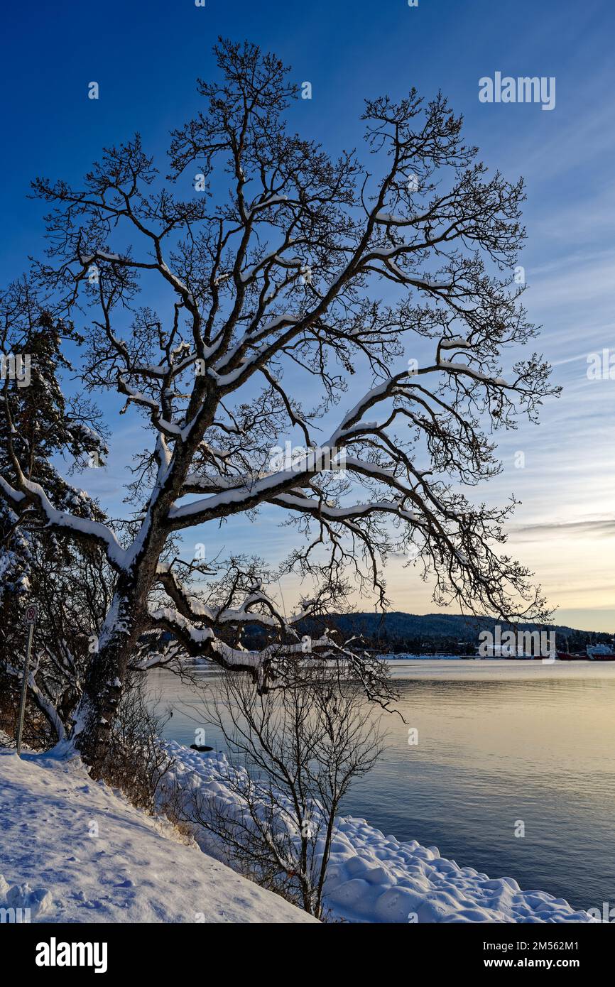 A beautiful view of the Garry oak tree covered with snow at Patricia ...