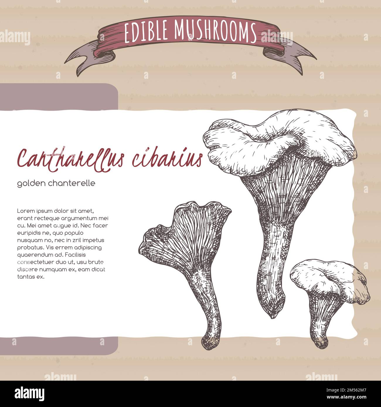 Cantharellus cibarius aka golden chanterelle sketch on cardboard ...