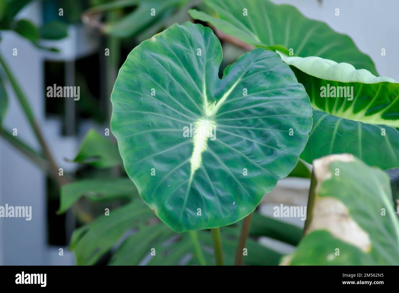 Colocasia variegated, Colocasia esculenta Nancys Revenge or colocasia ...