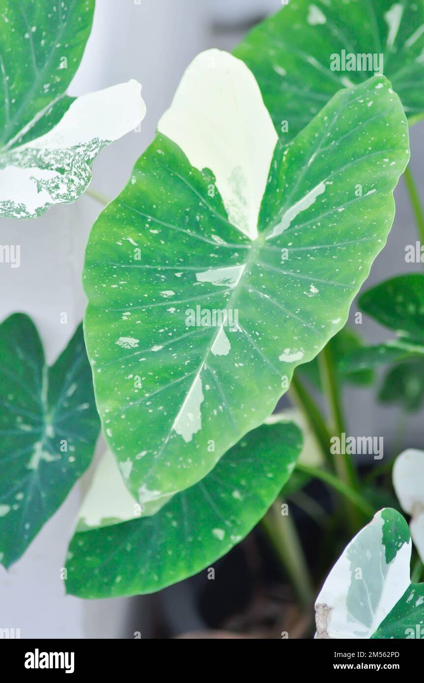Colocasia variegata hi-res stock photography and images - Alamy