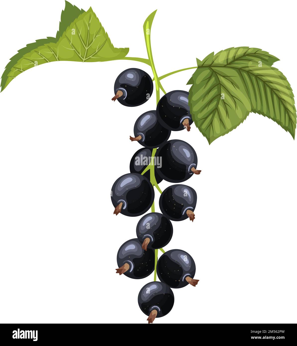 black currant leaf cartoon vector illustration Stock Vector Image & Art ...
