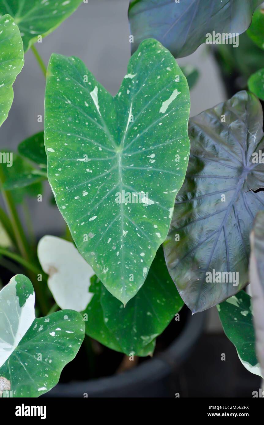 Colocasia variegata hi-res stock photography and images - Alamy