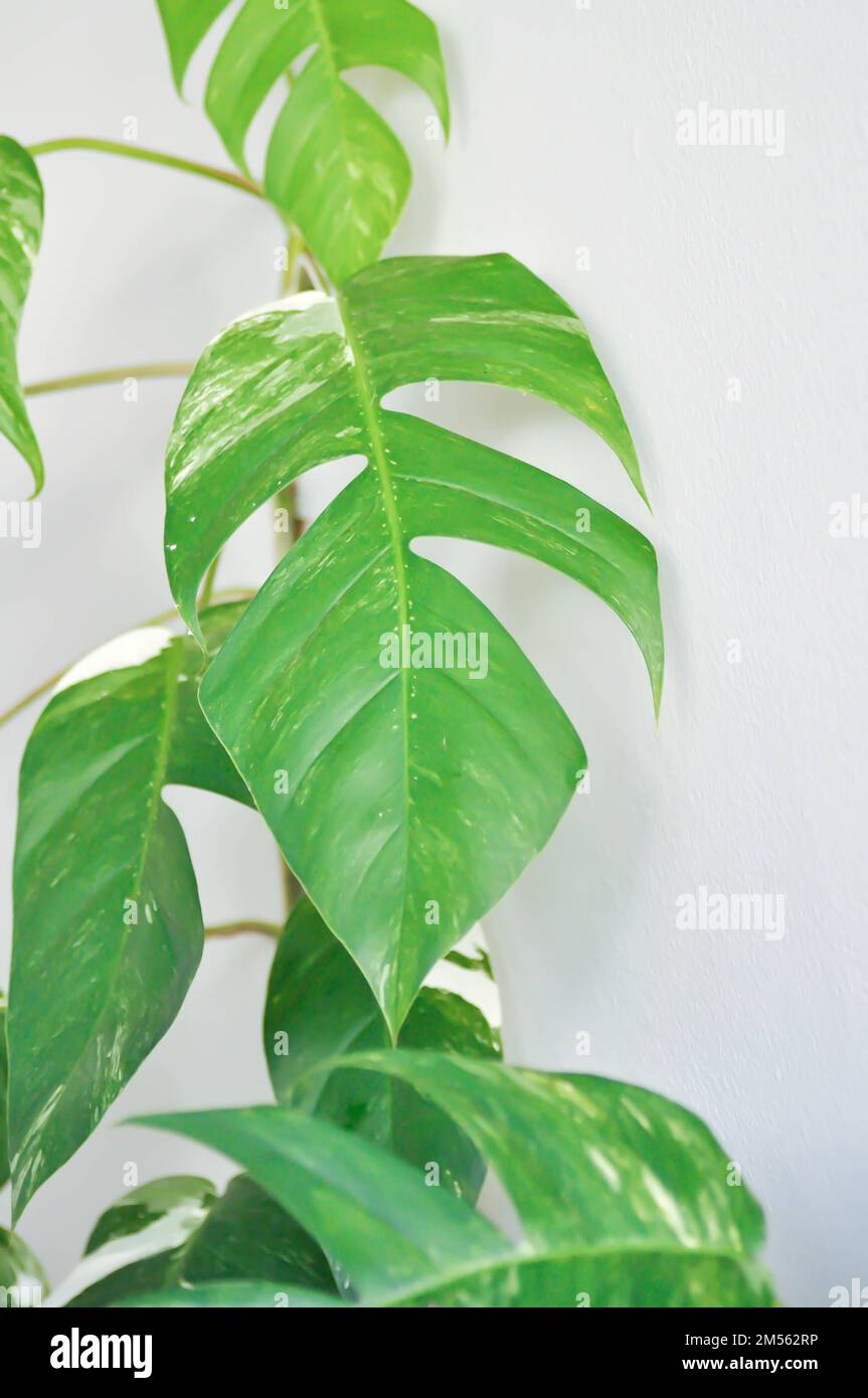 Epipremnum, Epipremnum Pinnatum Variegata or Epipremnum pinnatum ...