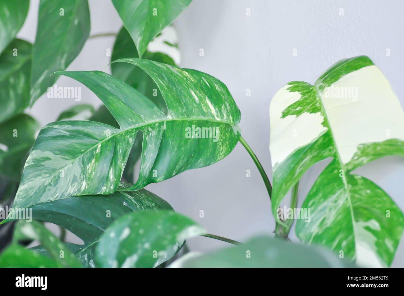 Epipremnum, Epipremnum Pinnatum Variegata or Epipremnum pinnatum ...