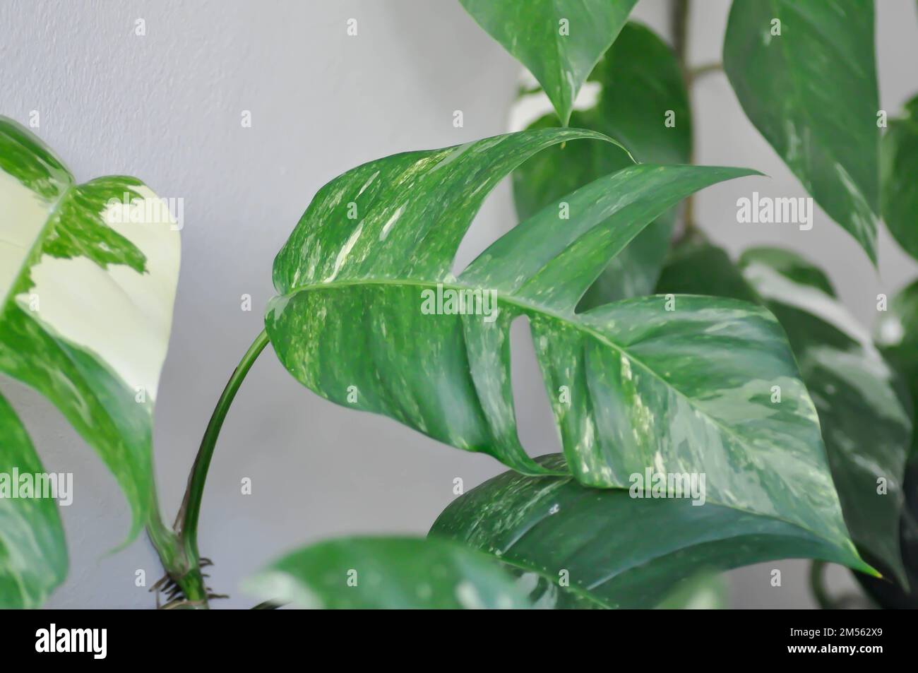 Epipremnum, Epipremnum Pinnatum Variegata or Epipremnum pinnatum ...