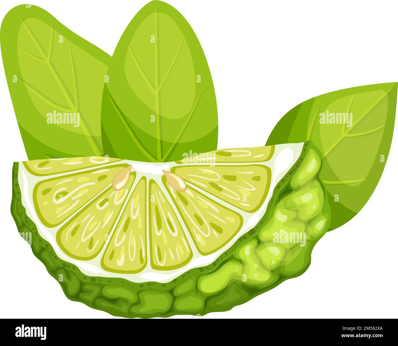 bergamot fresh cartoon vector illustration Stock Vector Image & Art - Alamy