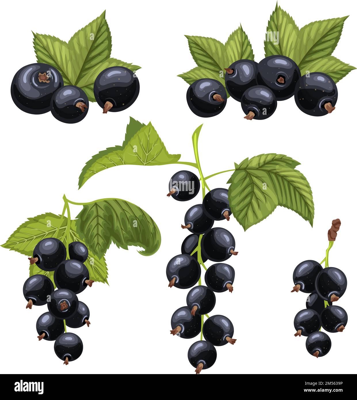 black currant berry set cartoon vector illustration Stock Vector Image ...