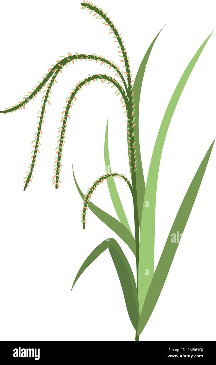 Asia agriculture rice Stock Vector Images - Alamy
