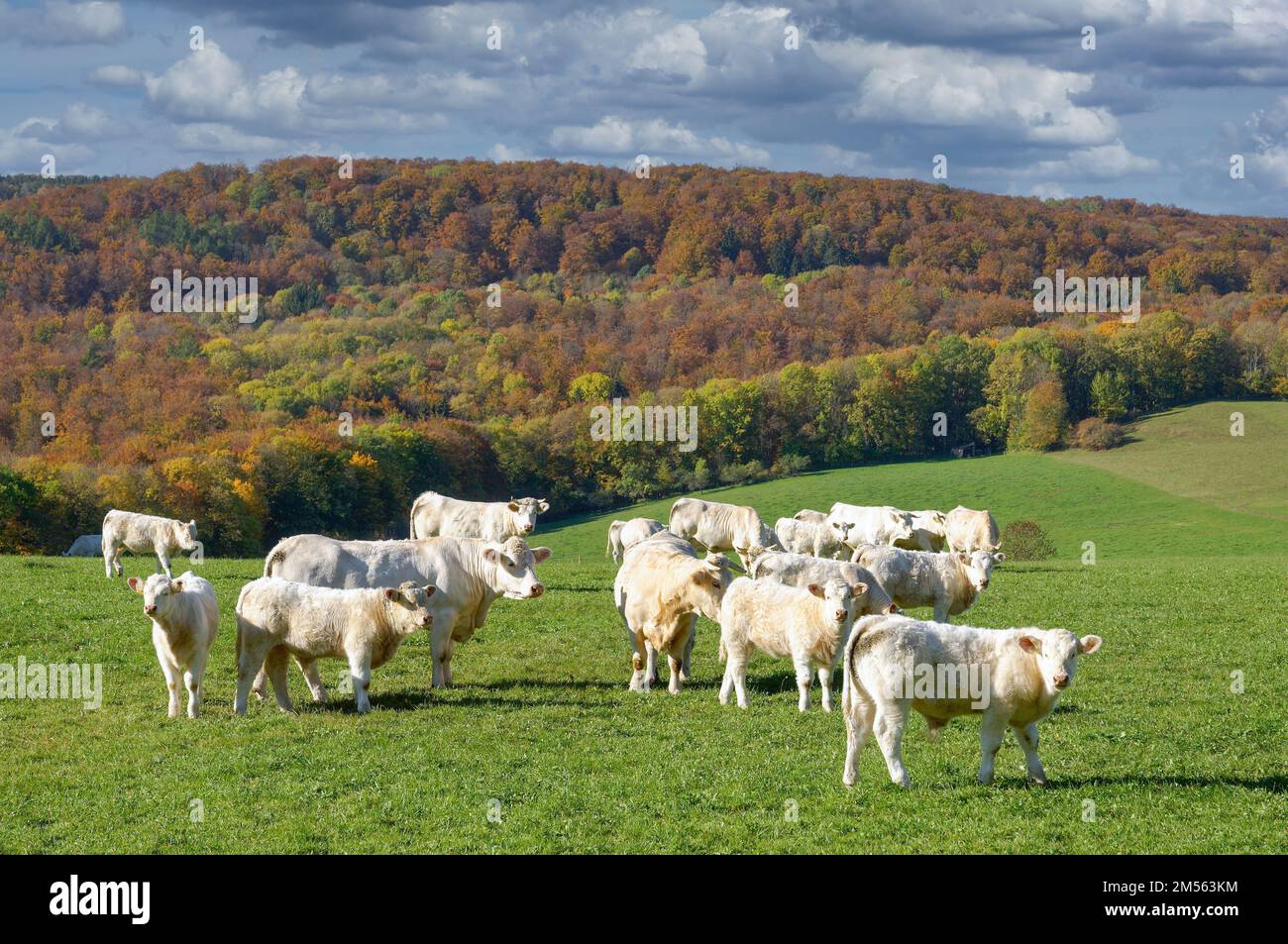 Cattle farming in germany hi-res stock photography and images - Alamy