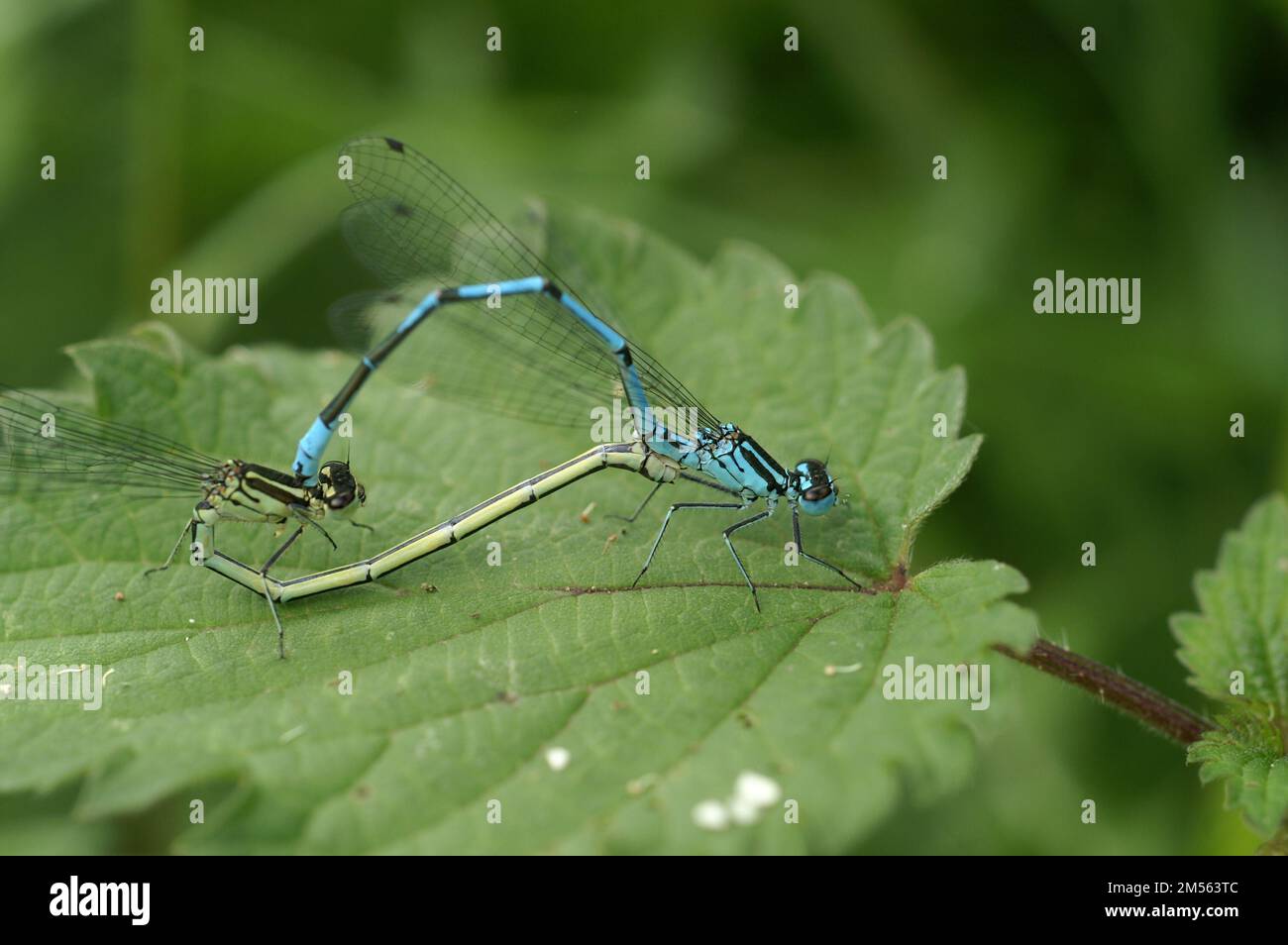 A macro of mating wheel of the azure damselfly - Coenagrion puella ...
