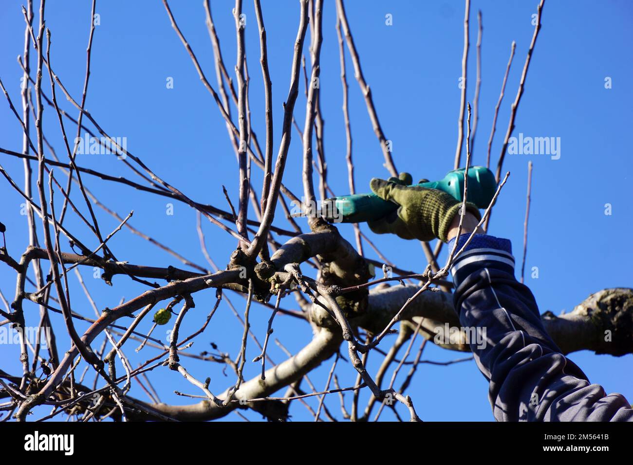 Winter pruning of apple tree with electric secateurs , agriculture ...