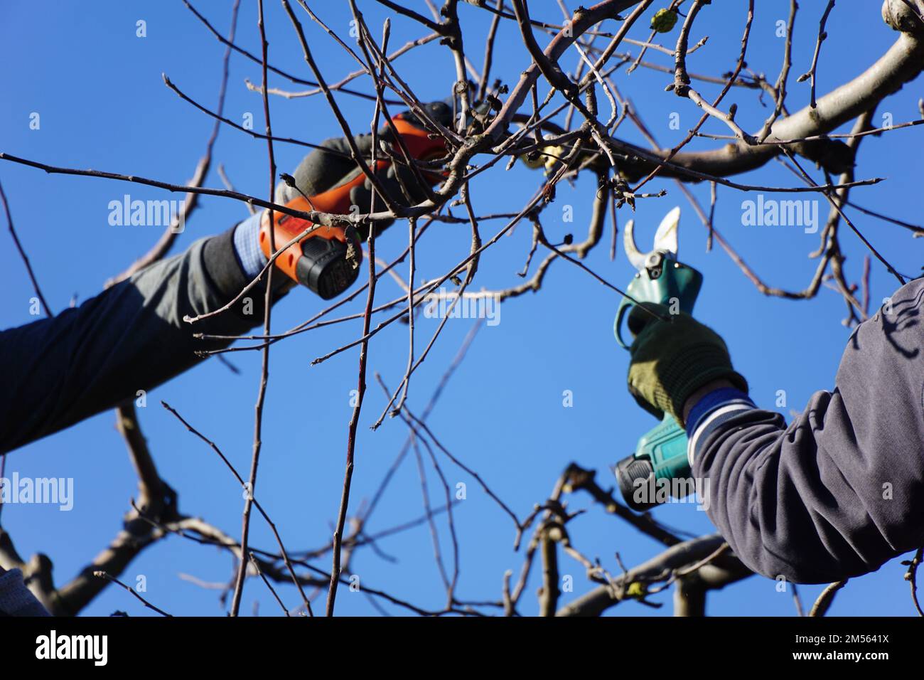 Dormant pruning apple tree hi-res stock photography and images - Alamy
