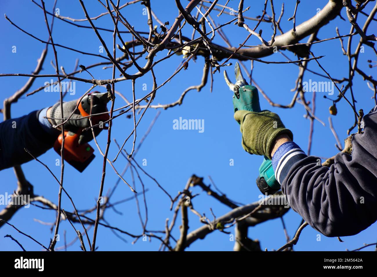 Winter pruning of apple tree agriculture concept .two pruners with ...