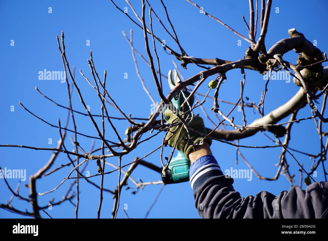 Winter pruning of apple tree with electric secateurs , agriculture ...