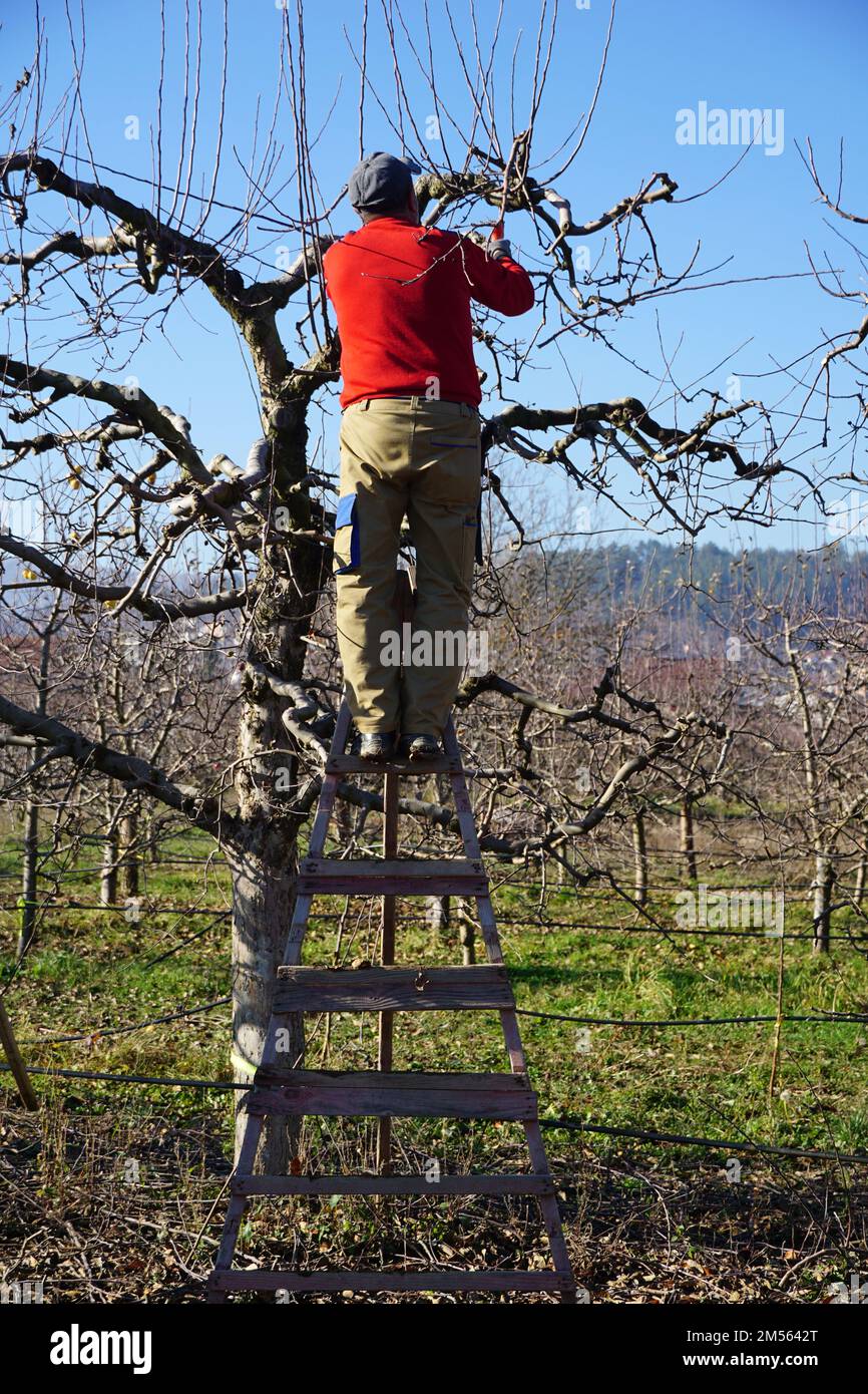 Winter pruning of apple tree agriculture concept Stock Photo - Alamy