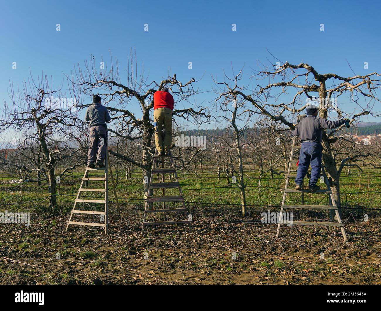 Dormant pruning apple tree hi-res stock photography and images - Alamy