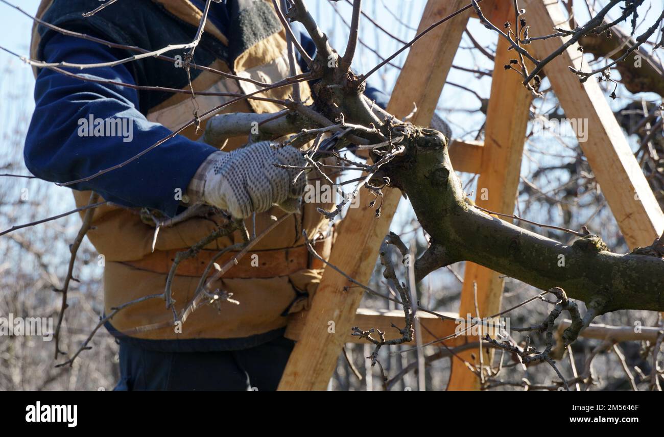 Dormant pruning apple tree hi-res stock photography and images - Alamy
