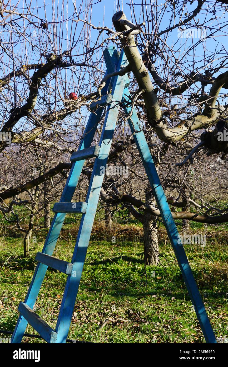 Dormant pruning apple tree hi-res stock photography and images - Alamy