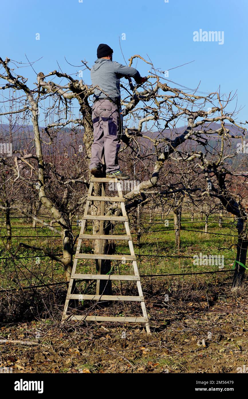 Dormant pruning apple tree hi-res stock photography and images - Alamy