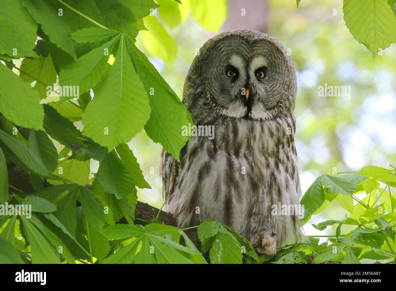 A closeup of a majestic great gray owl on a tree branch in an evergreen ...