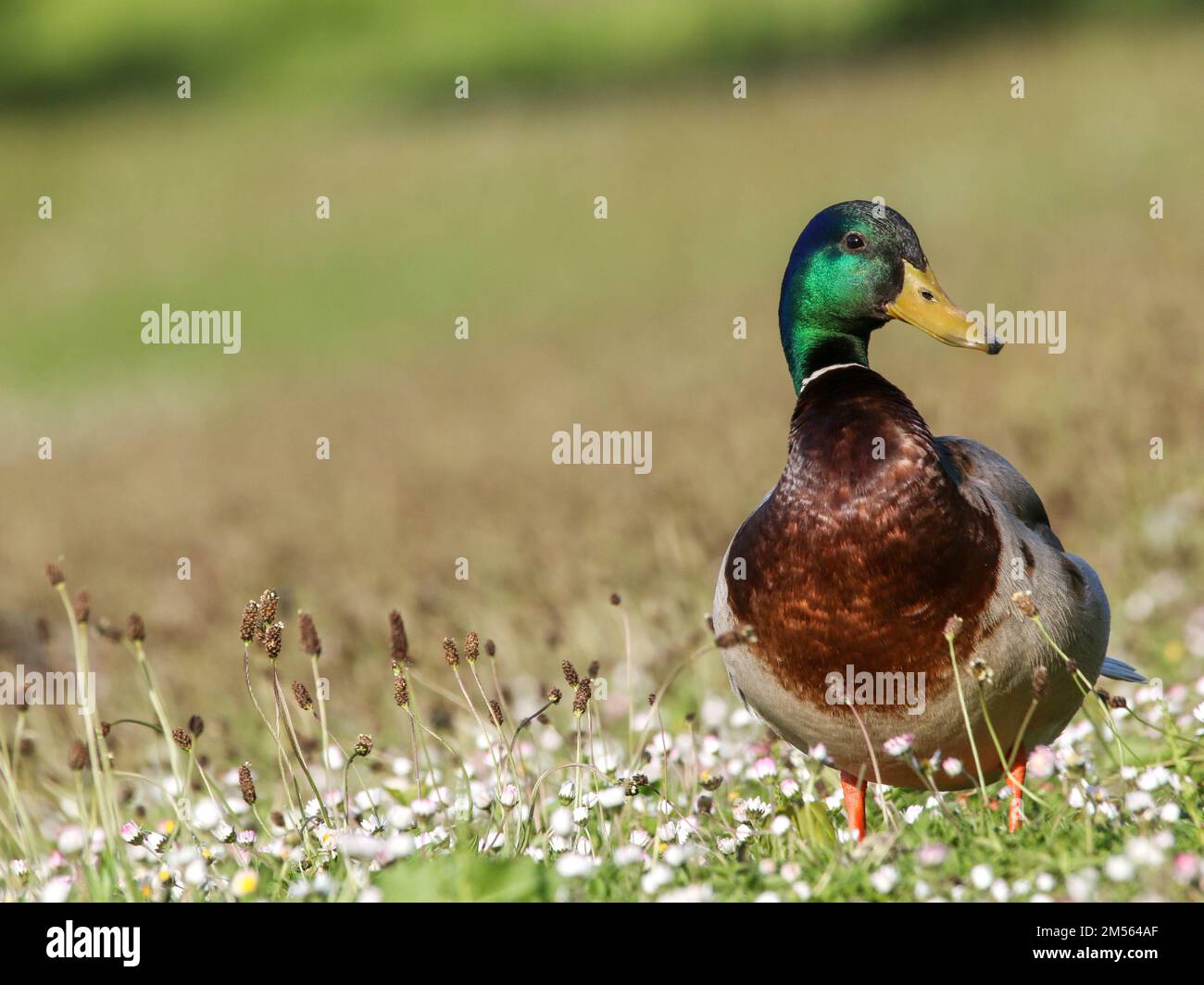 A closeup of a beautiful mallard duck on green grass Stock Photo - Alamy