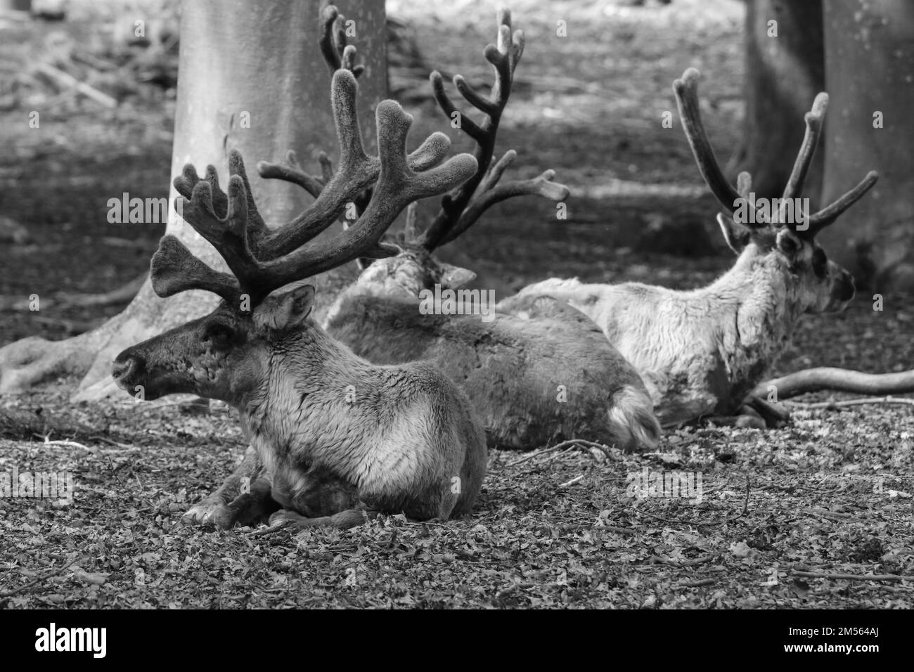 A grayscale shot of beautiful boreal woodland caribou animals resting ...