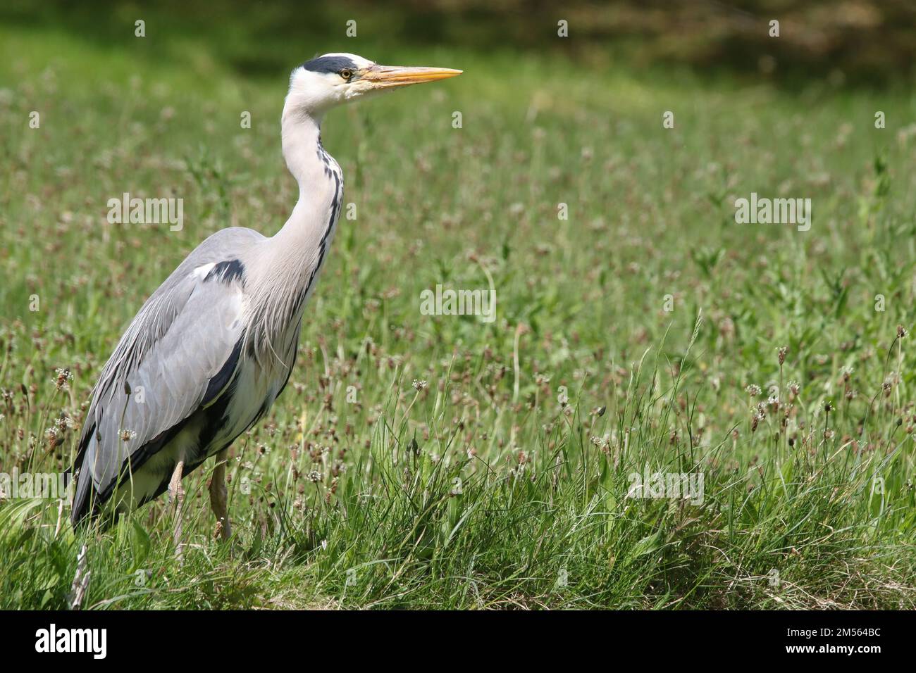 A closeup of a majestic gray heron on green grass Stock Photo - Alamy