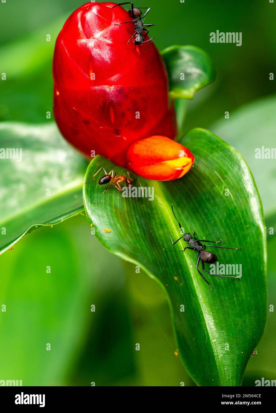 Giant Armor Clad Shiny Ants hard at work on a leaf in Malaysia Stock ...