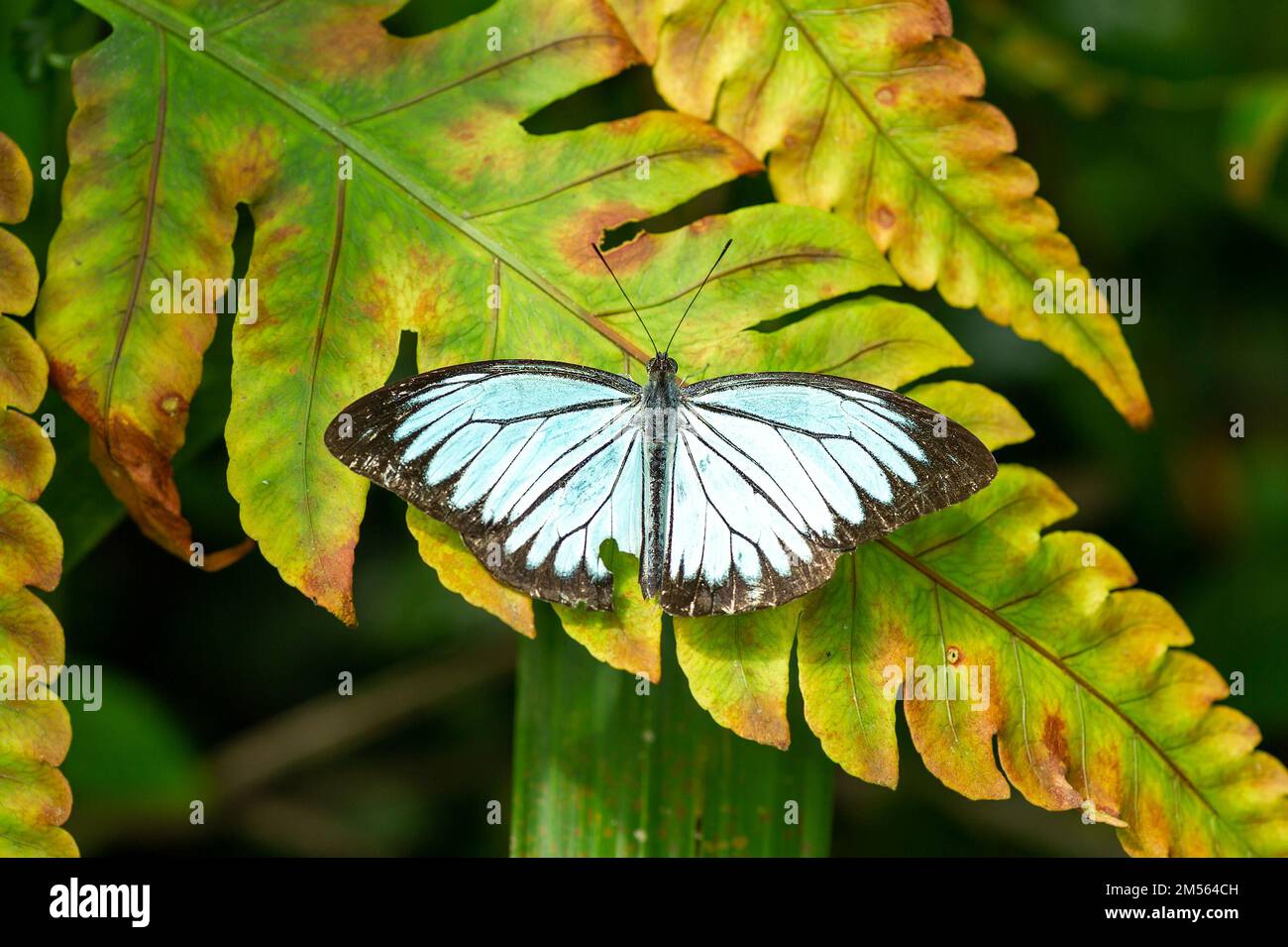 Common wanderer butterfly hi-res stock photography and images - Alamy