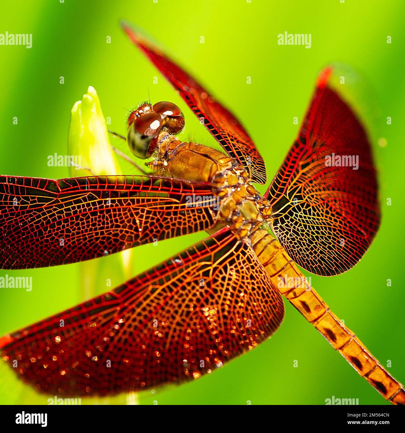 Red grasshawk neurothemis fluctuans hi-res stock photography and images ...
