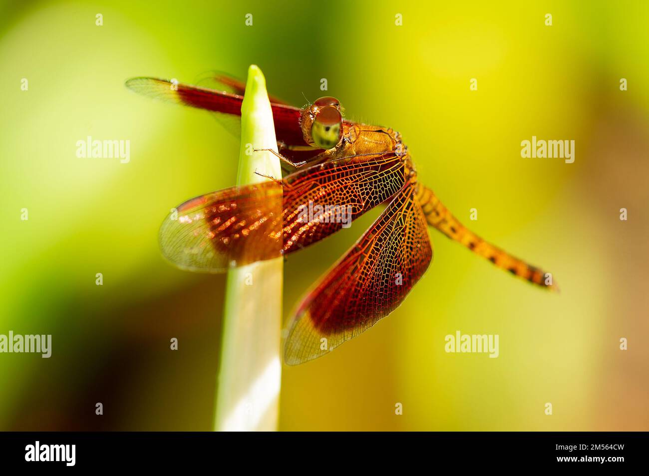 Red grasshawk neurothemis fluctuans hi-res stock photography and images ...
