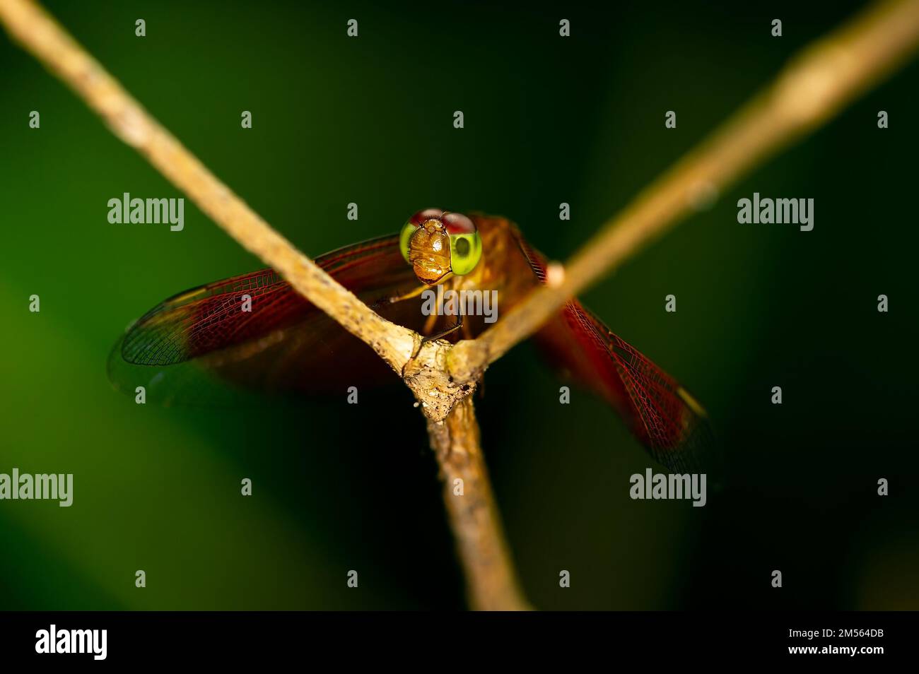 Red grasshawk neurothemis fluctuans hi-res stock photography and images ...