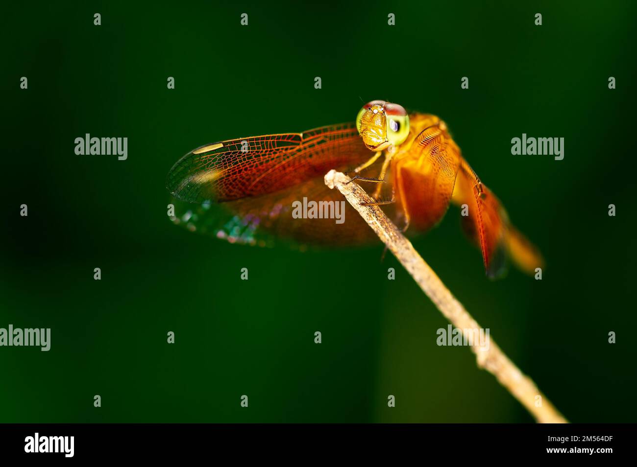 A close-up of a resting Red Grasshawk dragonfly on a sunny day in ...