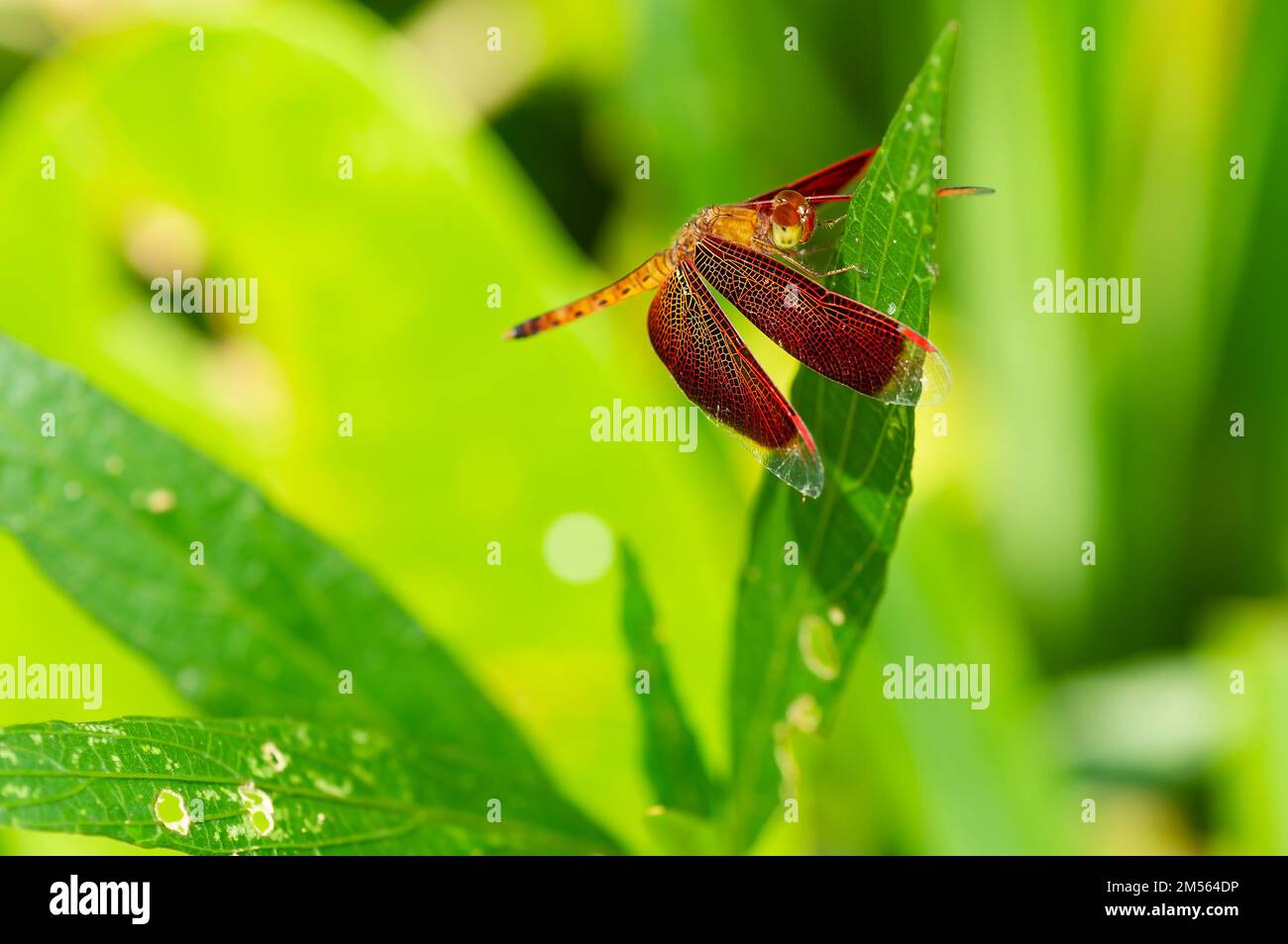 Red grasshawk neurothemis fluctuans hi-res stock photography and images ...