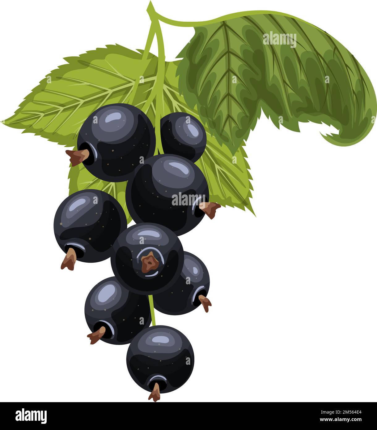 black currant branch cartoon vector illustration Stock Vector Image ...