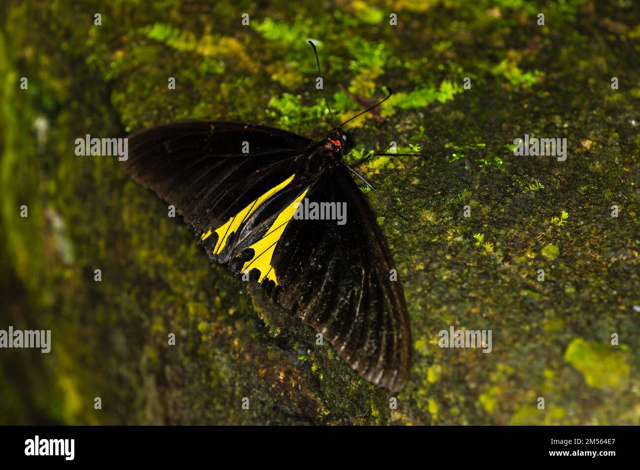 A Golden Birdwing butterfly at rest Stock Photo - Alamy
