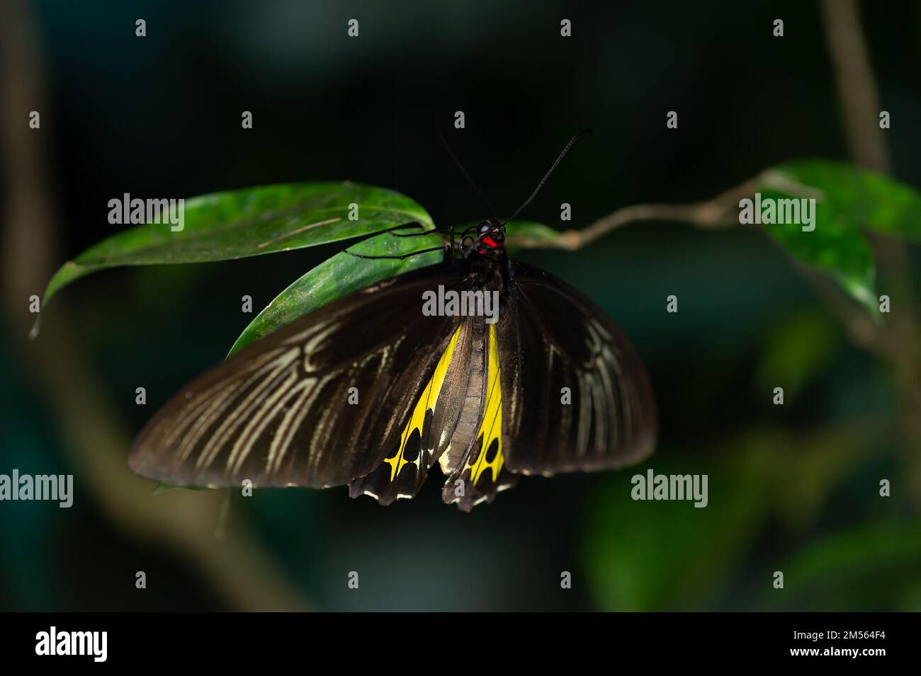 Troides aeacus malaysia hi-res stock photography and images - Alamy
