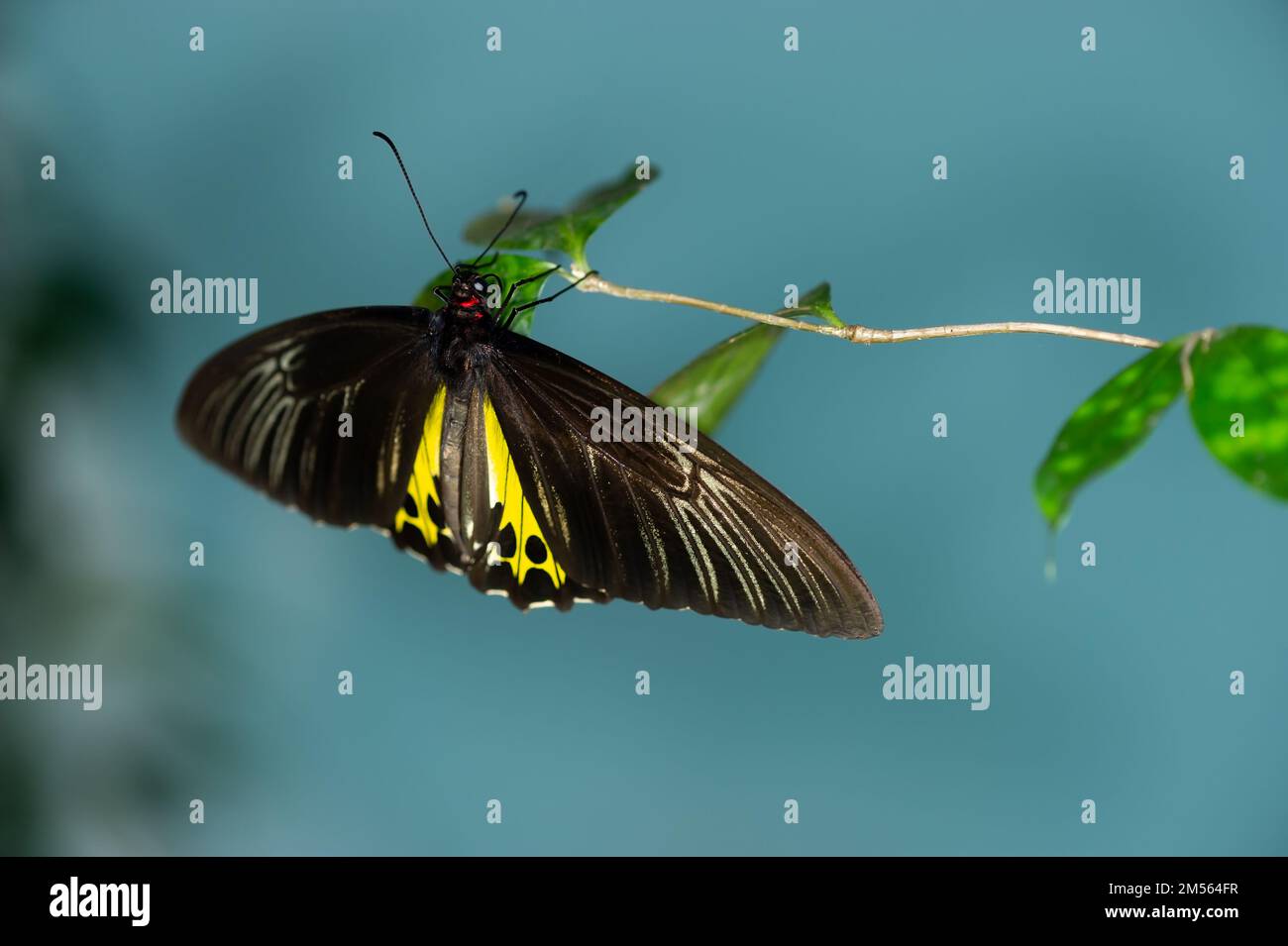 A Golden Birdwing butterfly at rest Stock Photo - Alamy