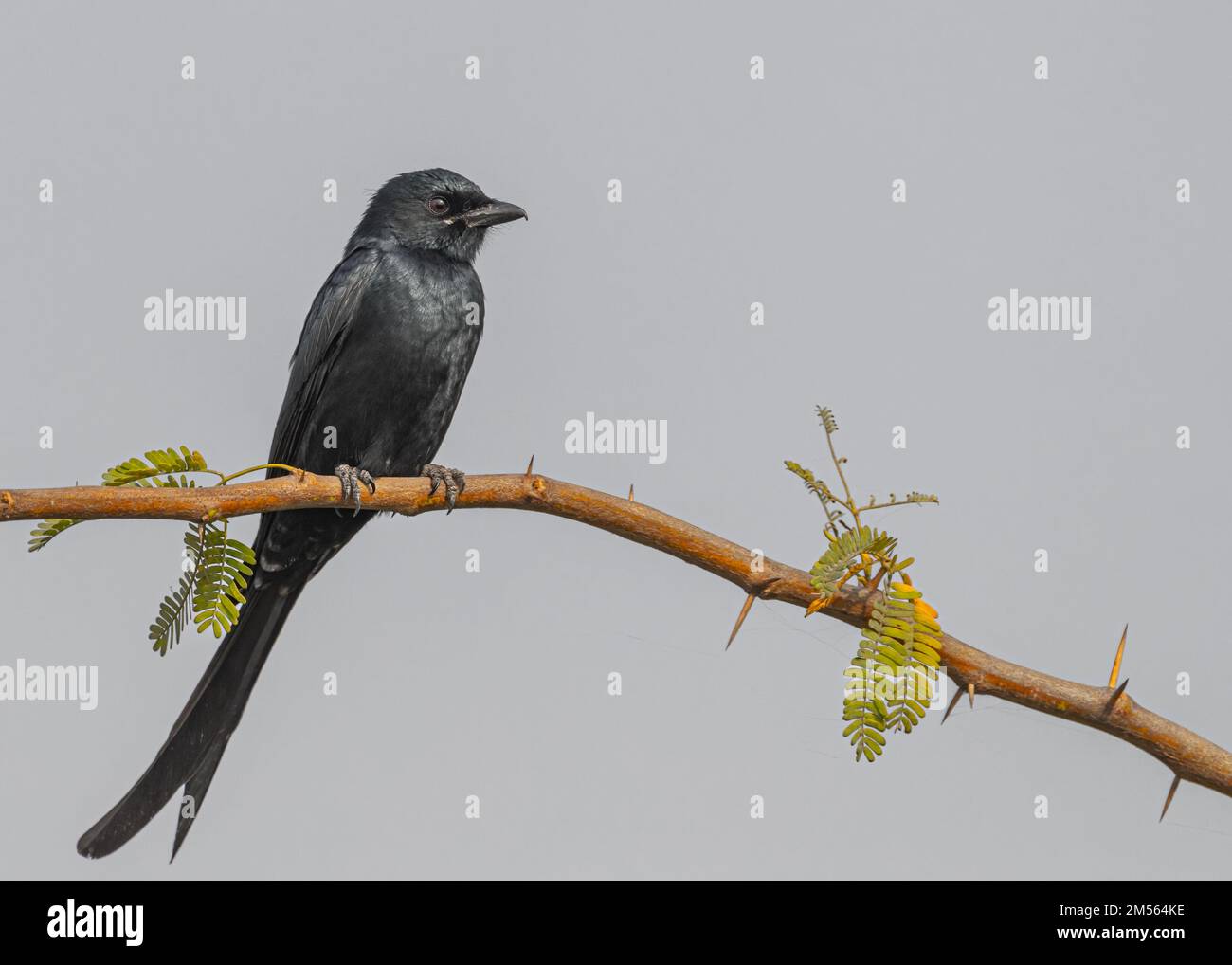 Drango hi-res stock photography and images - Alamy