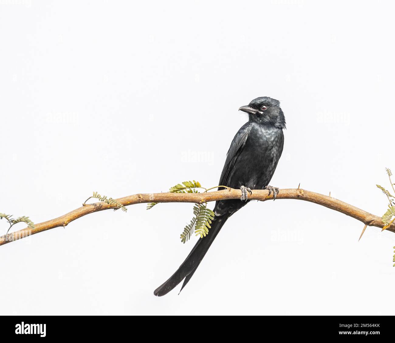 A Drango resting on a bush tree Stock Photo - Alamy
